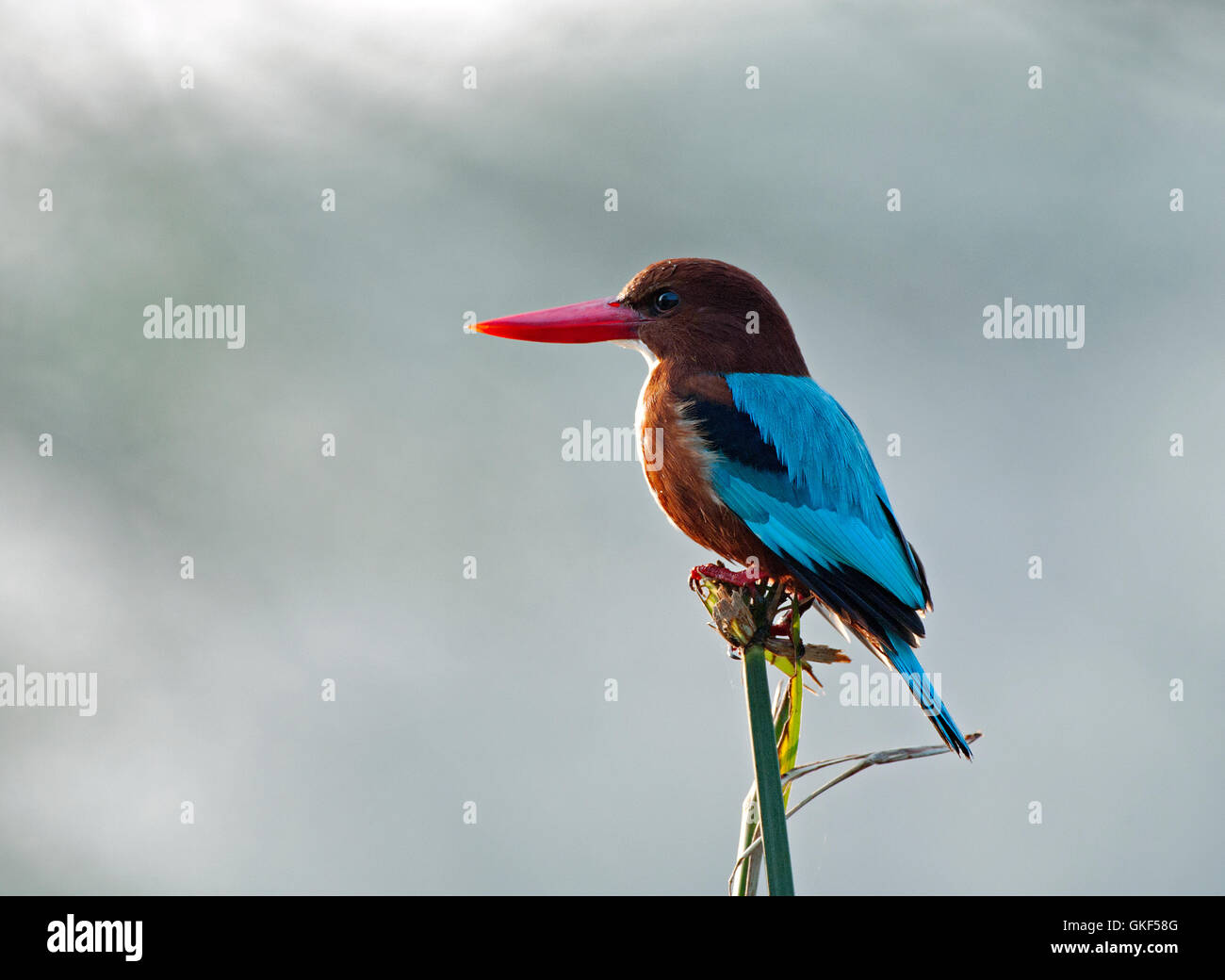 The image of White throated Kingfisher ( Halcyon smyrnensis) Keoladev ...