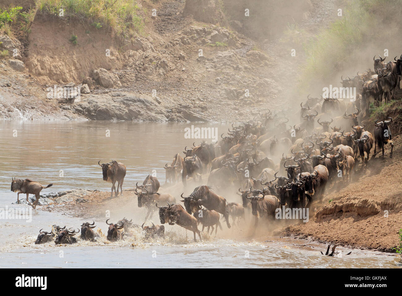 blue animal mammal Stock Photo - Alamy