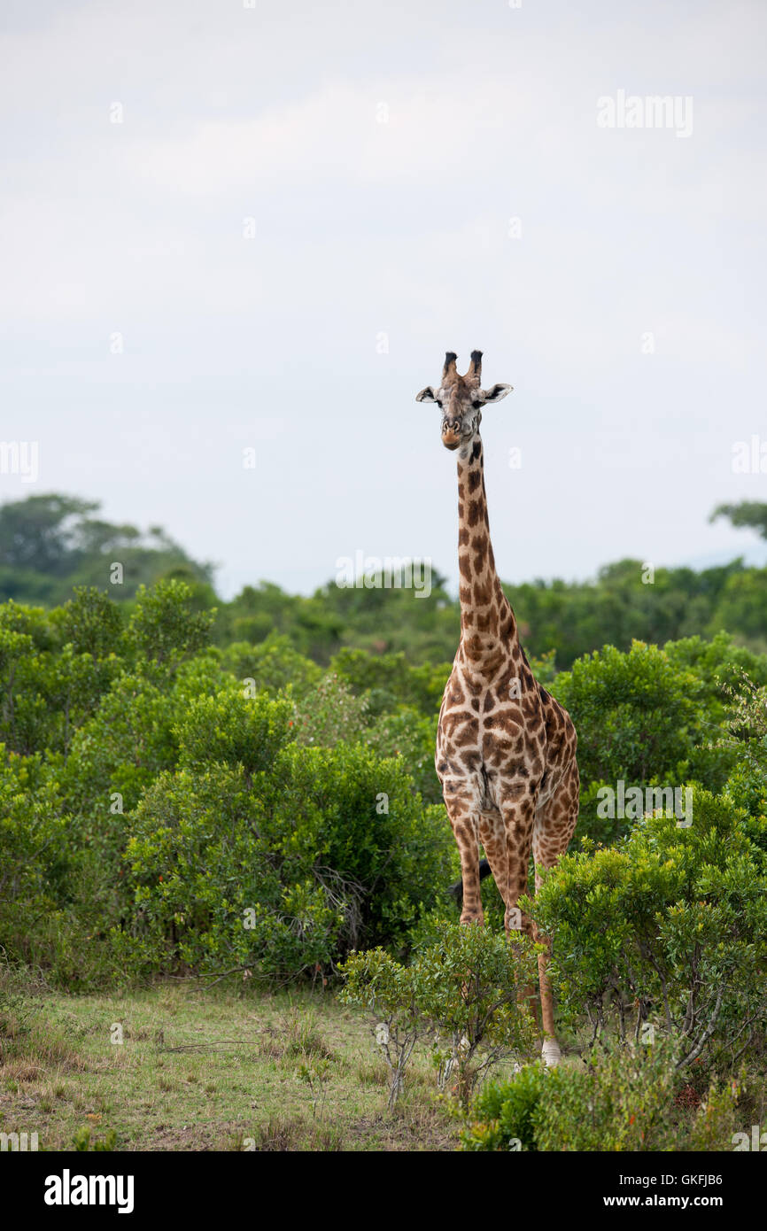 safari giraffe step Stock Photo - Alamy