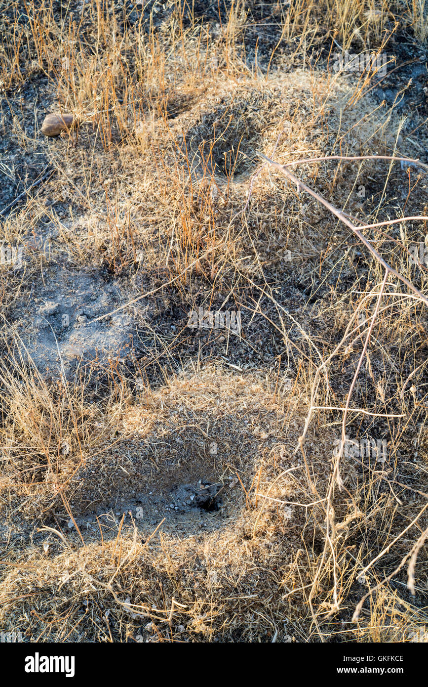 Small anthill hi-res stock photography and images - Alamy