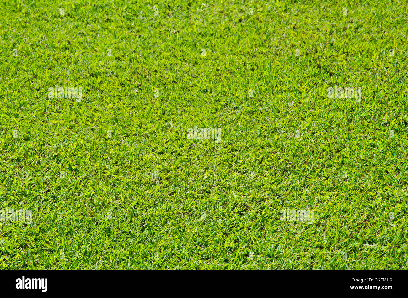 Fresh Green Grass Texture and surface Stock Photo - Alamy