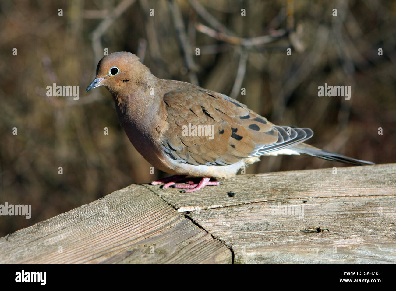Mourning Dove Zenaida macroura Stock Photo - Alamy