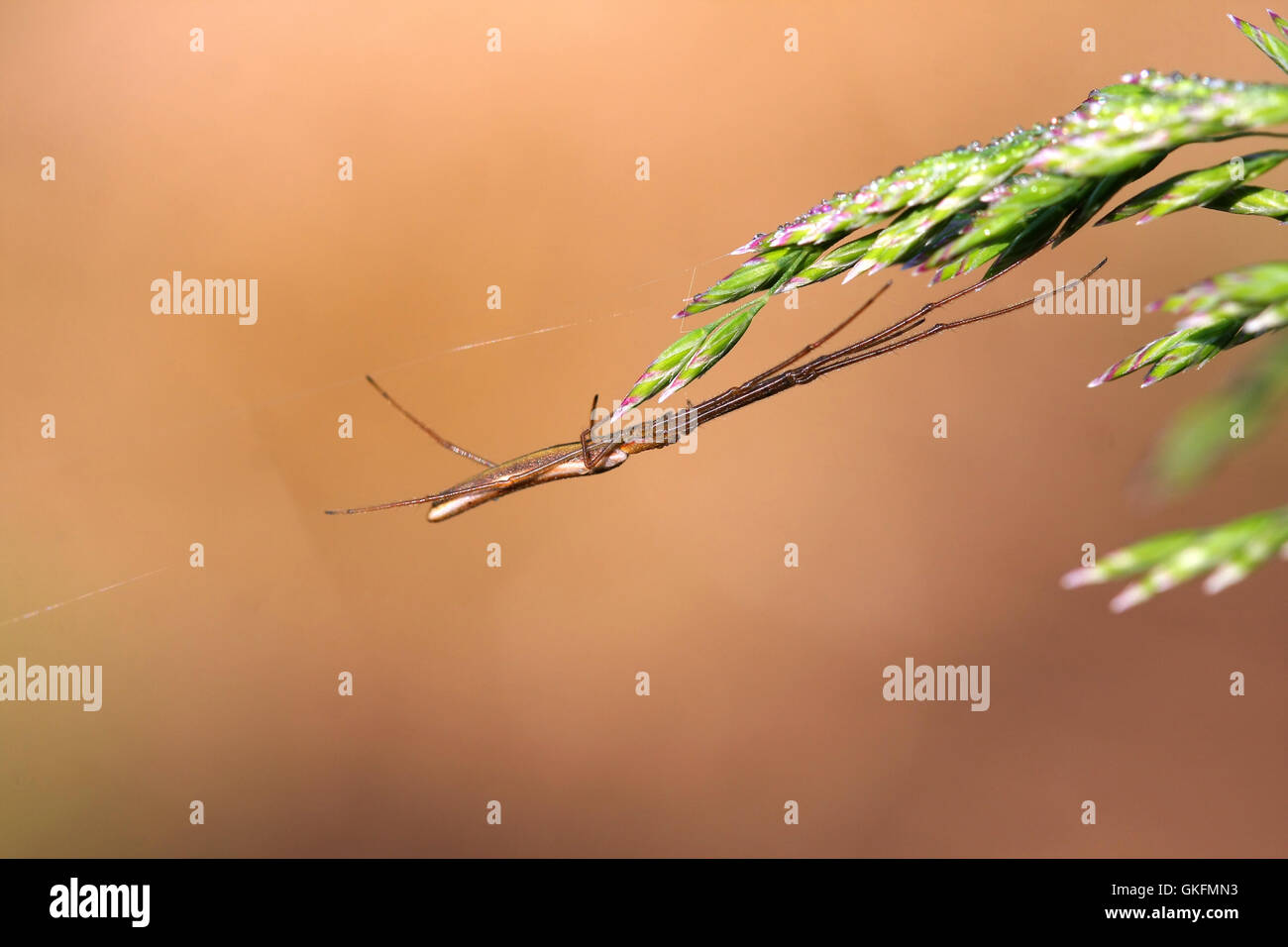 Long-jawed Orb Weaver Spider Stock Photo - Alamy