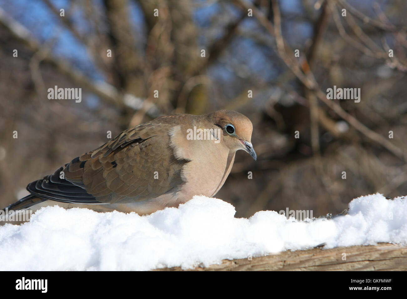 Mourning Dove Zenaida macroura Stock Photo - Alamy