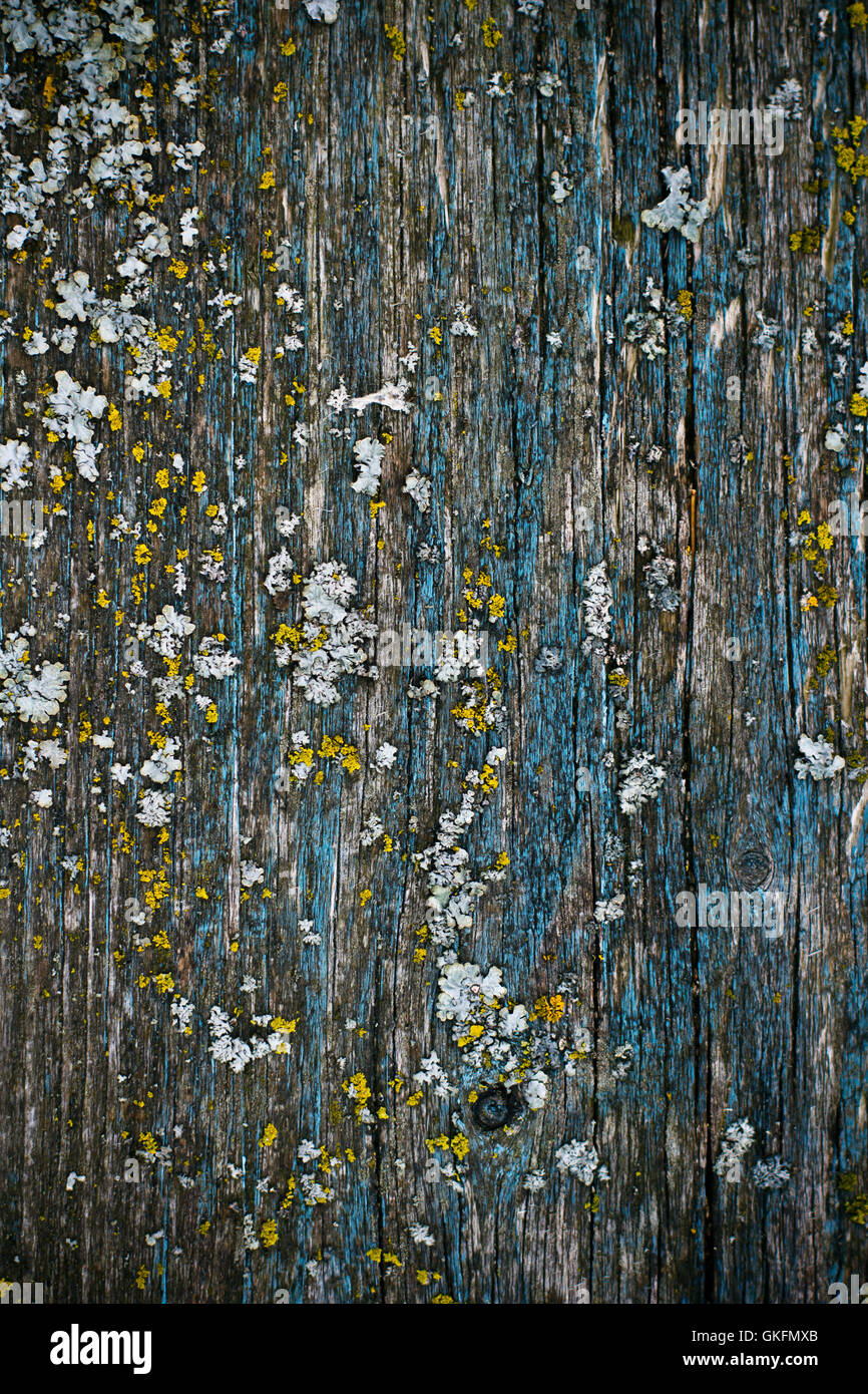 yellow lichen on a blue painted wood texture Stock Photo - Alamy