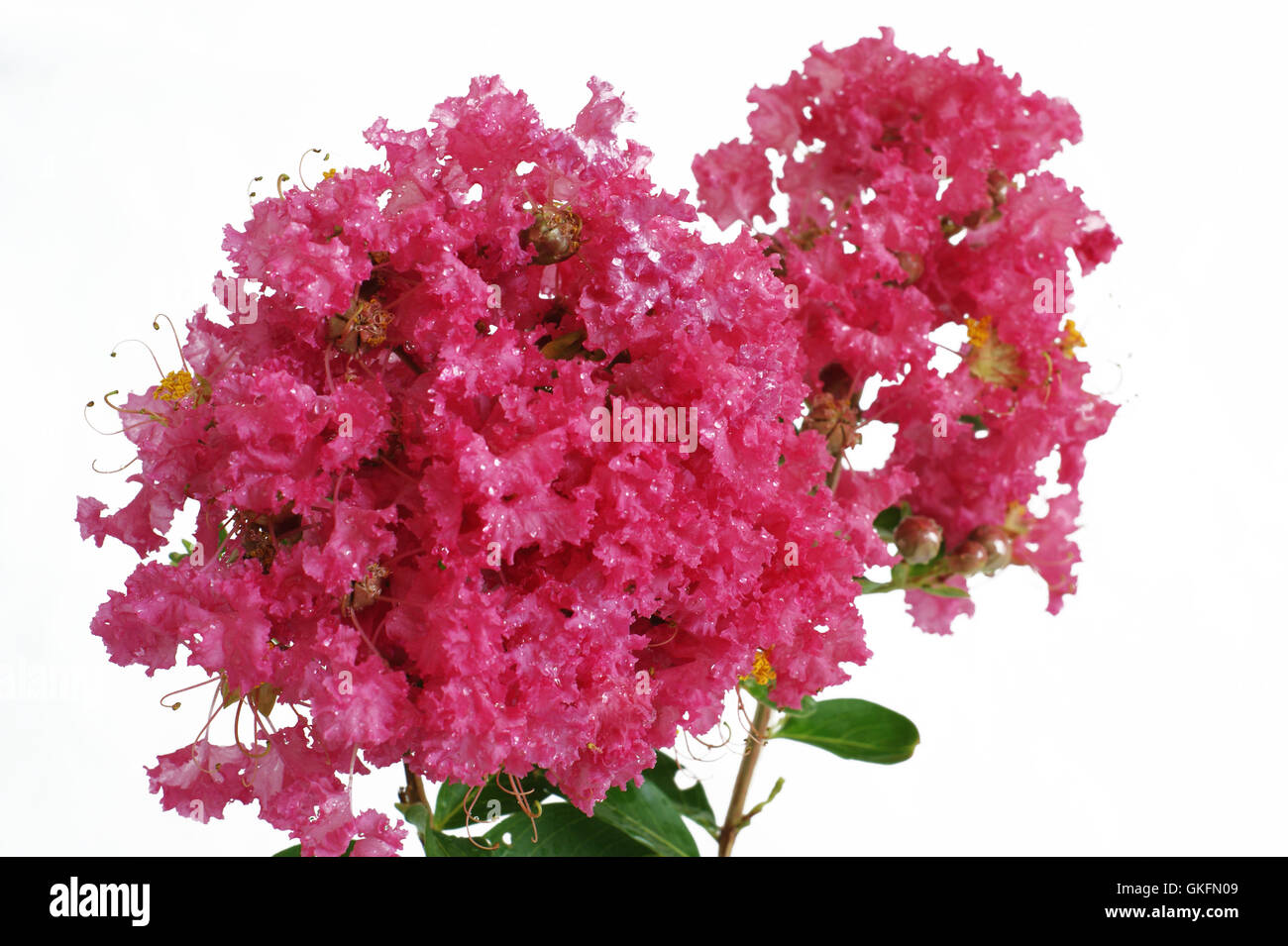 Crape myrtle flower Stock Photo - Alamy
