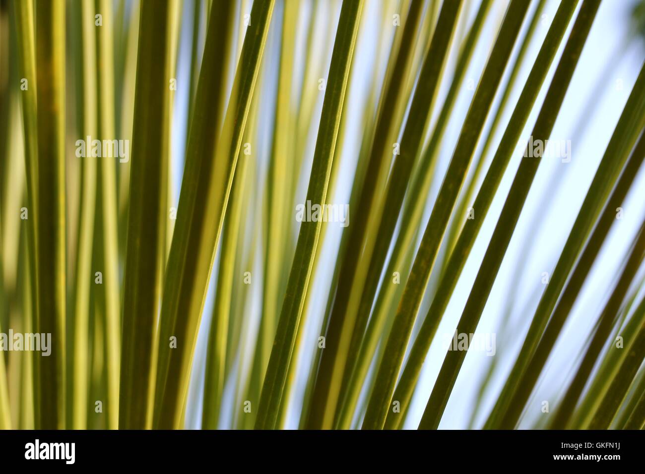 Plant structure hi-res stock photography and images - Alamy