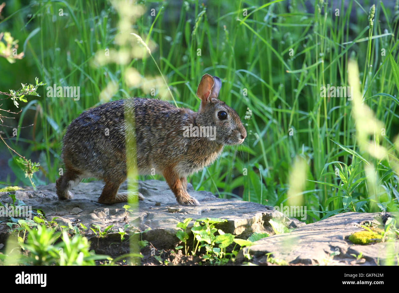Cottontail Rabbit Sylvilagus Stock Photo - Alamy