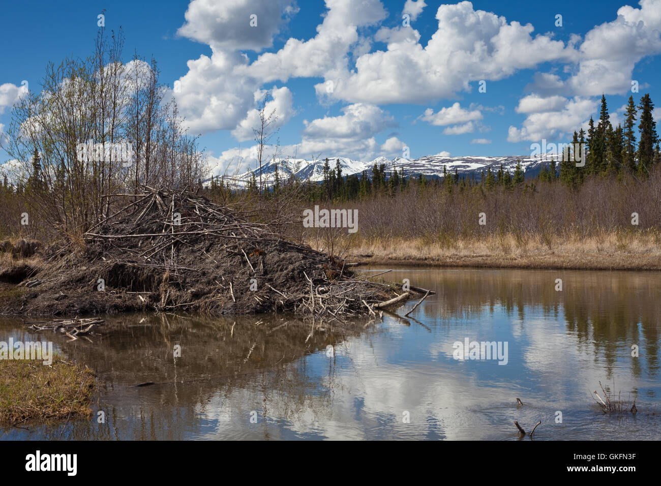 Beavers house hi-res stock photography and images - Alamy