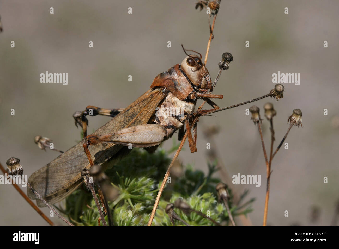 Locust shell hi-res stock photography and images - Alamy