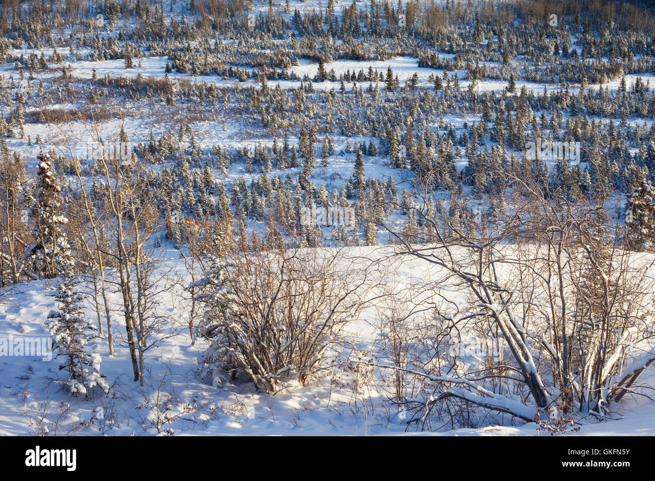 Snowy boreal forest Stock Photo - Alamy