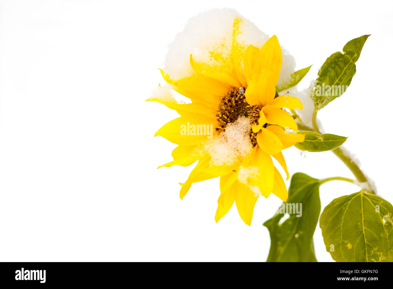 Frozen sunflower hi-res stock photography and images - Alamy