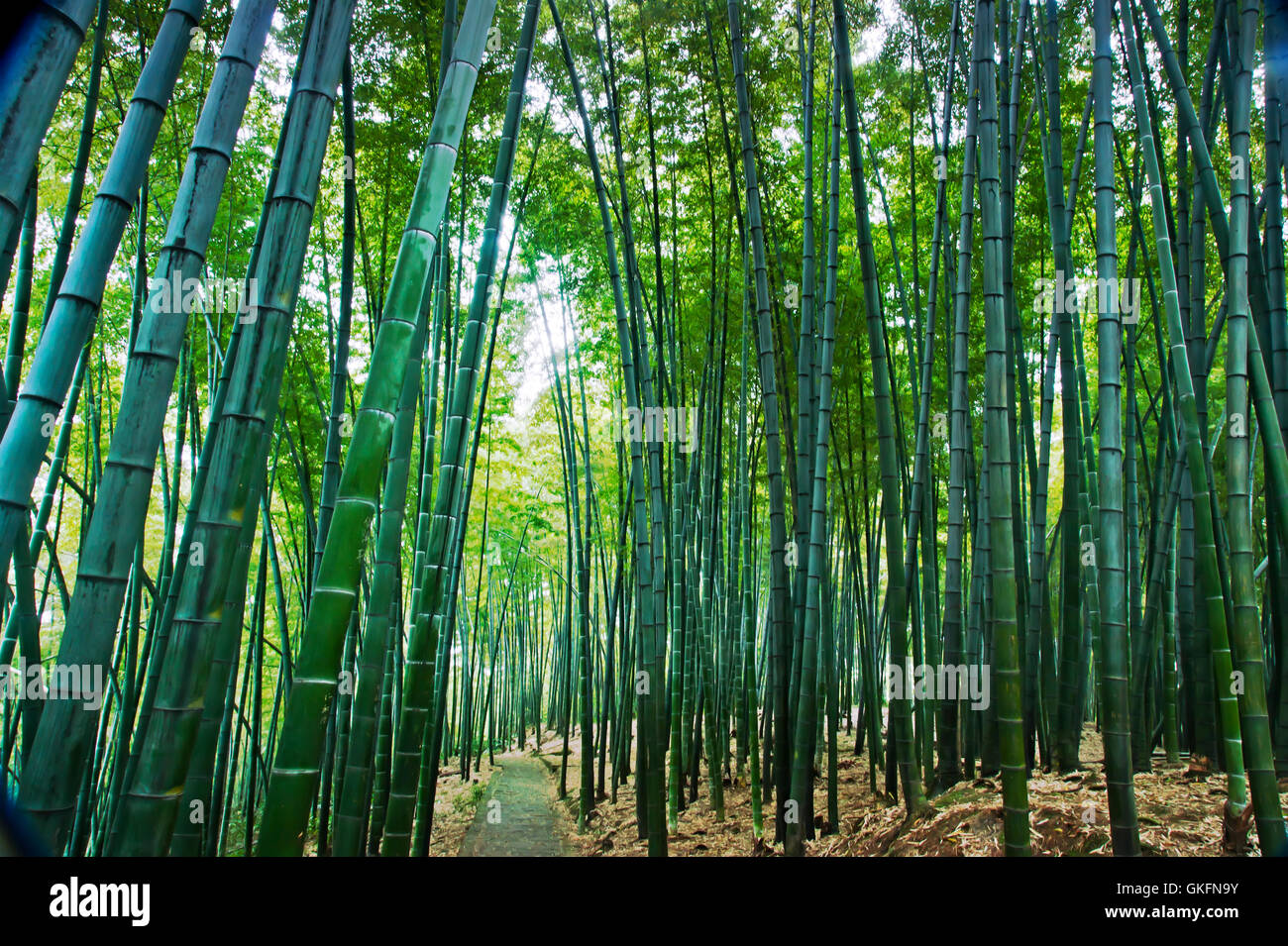 landscape of Bamboo forest in Sichuan Bamboo Sea - taken in Sichuan ...