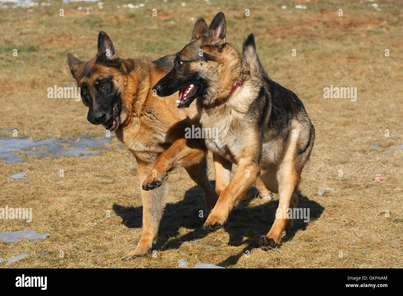 German Shepherd Dog Stock Photo - Alamy