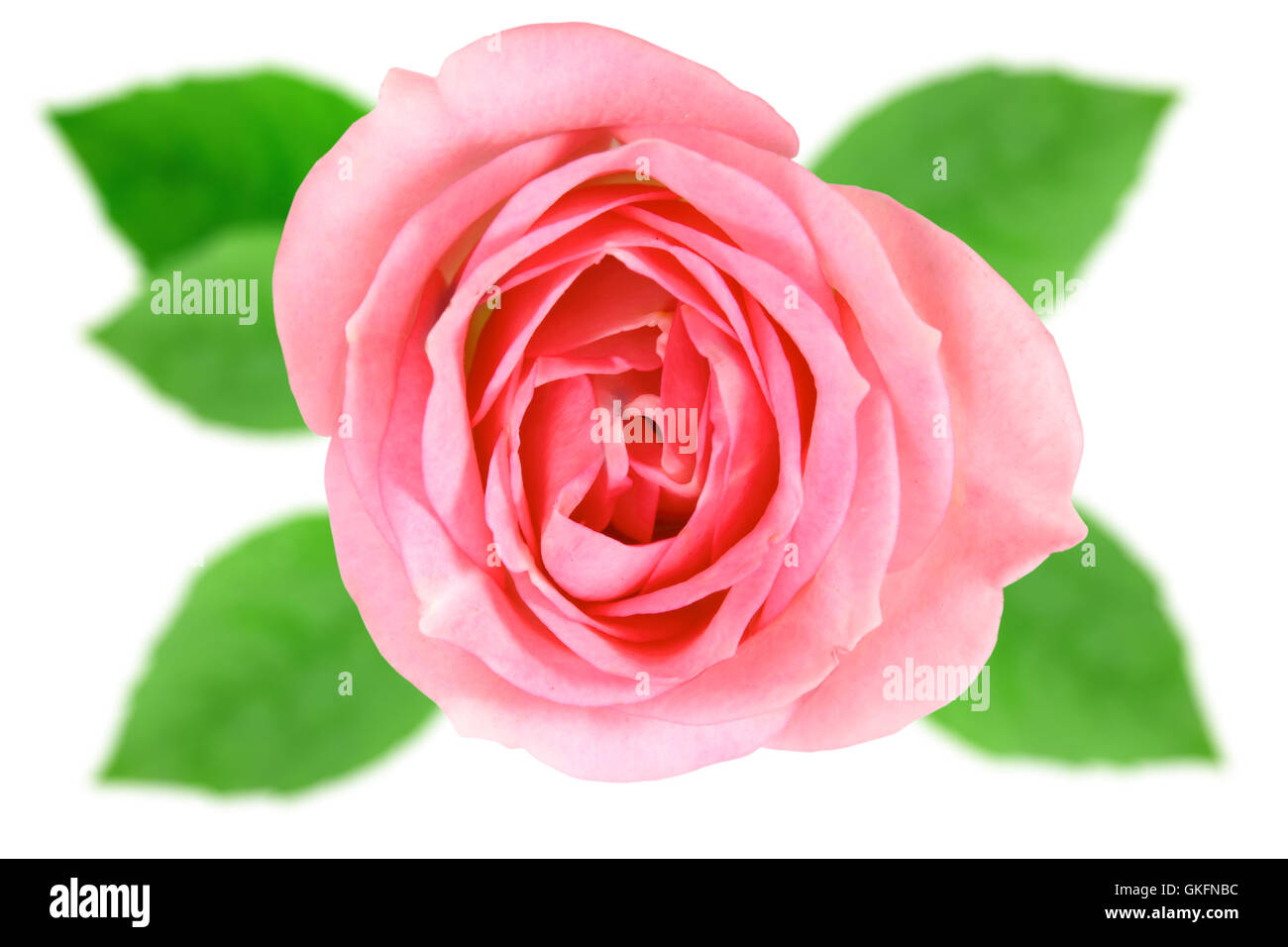 Flower background pink rose Cut Out Stock Images & Pictures - Alamy