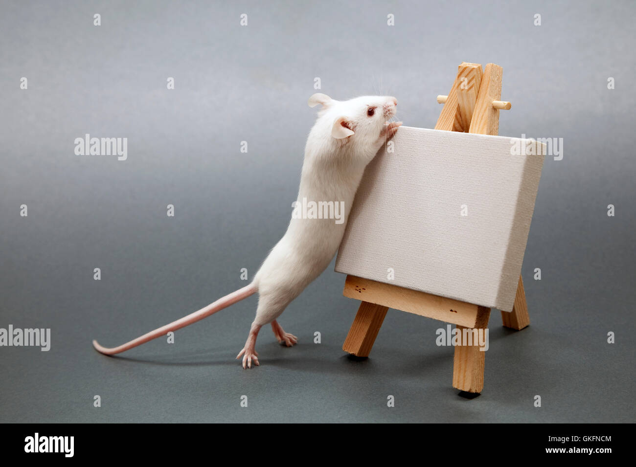 White mouse standing hi-res stock photography and images - Alamy