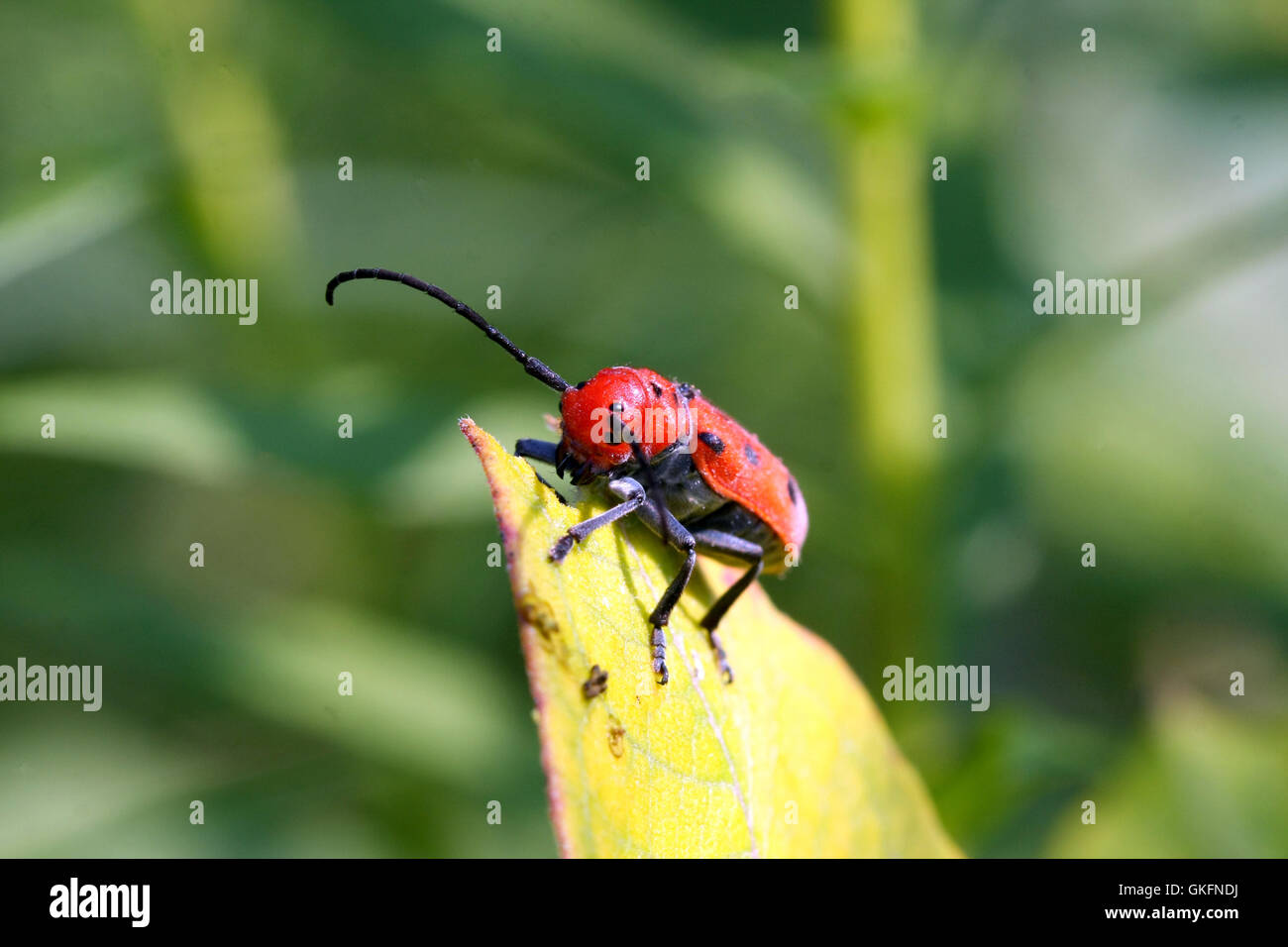 Red And Black Milkweed Bugs High Resolution Stock Photography and ...