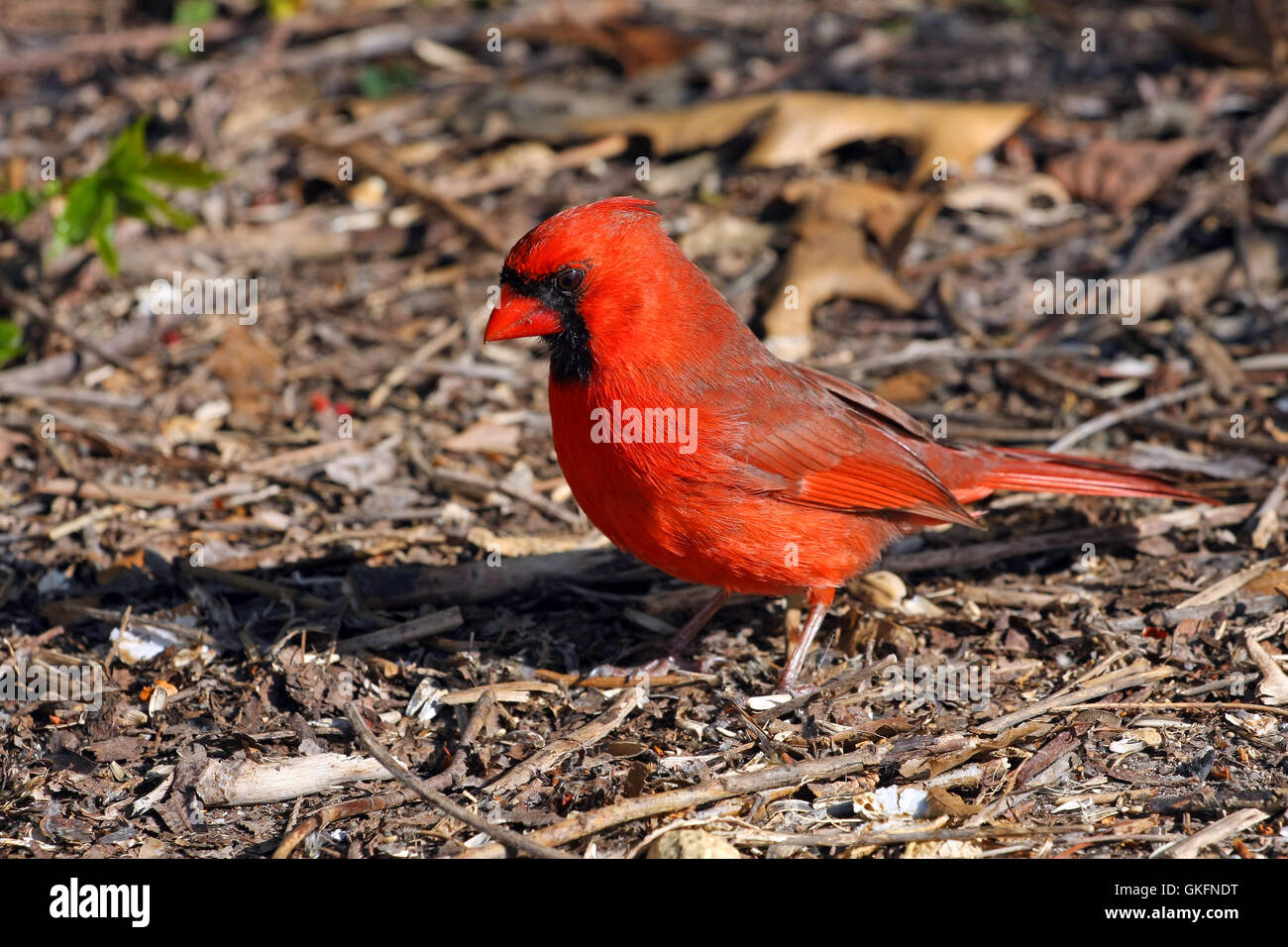 Cardinal Cardinalidae male Stock Photo - Alamy