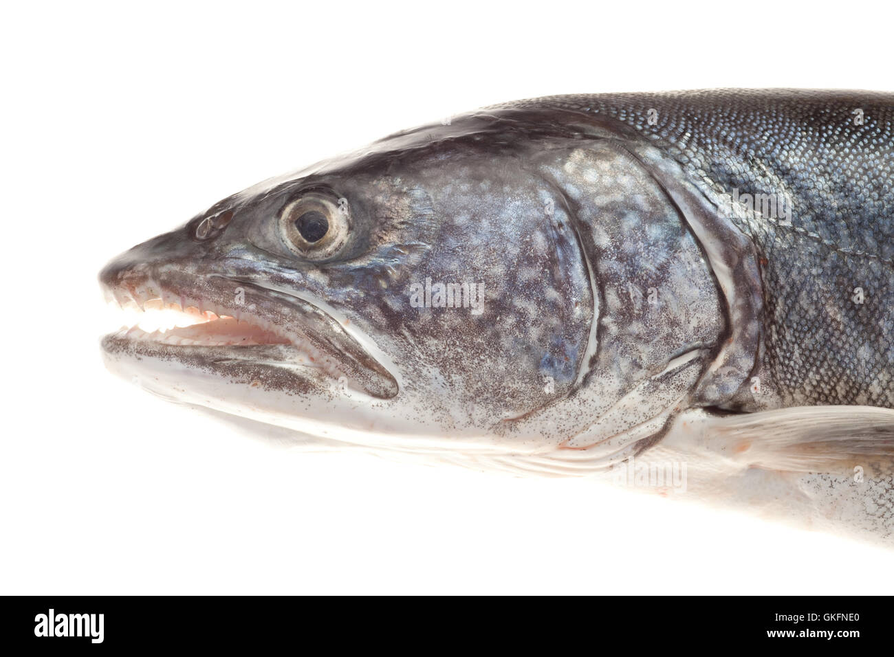 White pigmented hi-res stock photography and images - Alamy