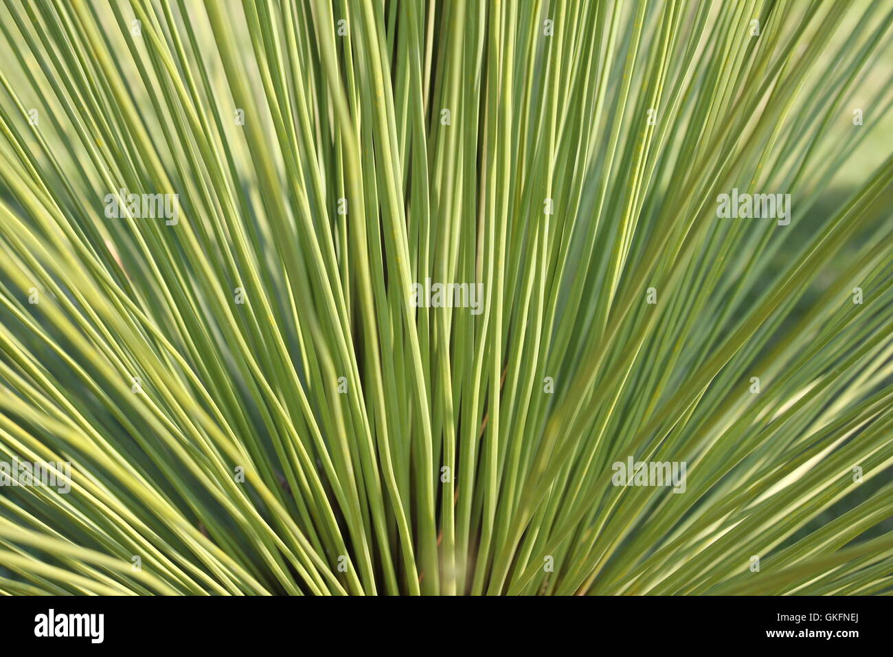 Plant structure hi-res stock photography and images - Alamy