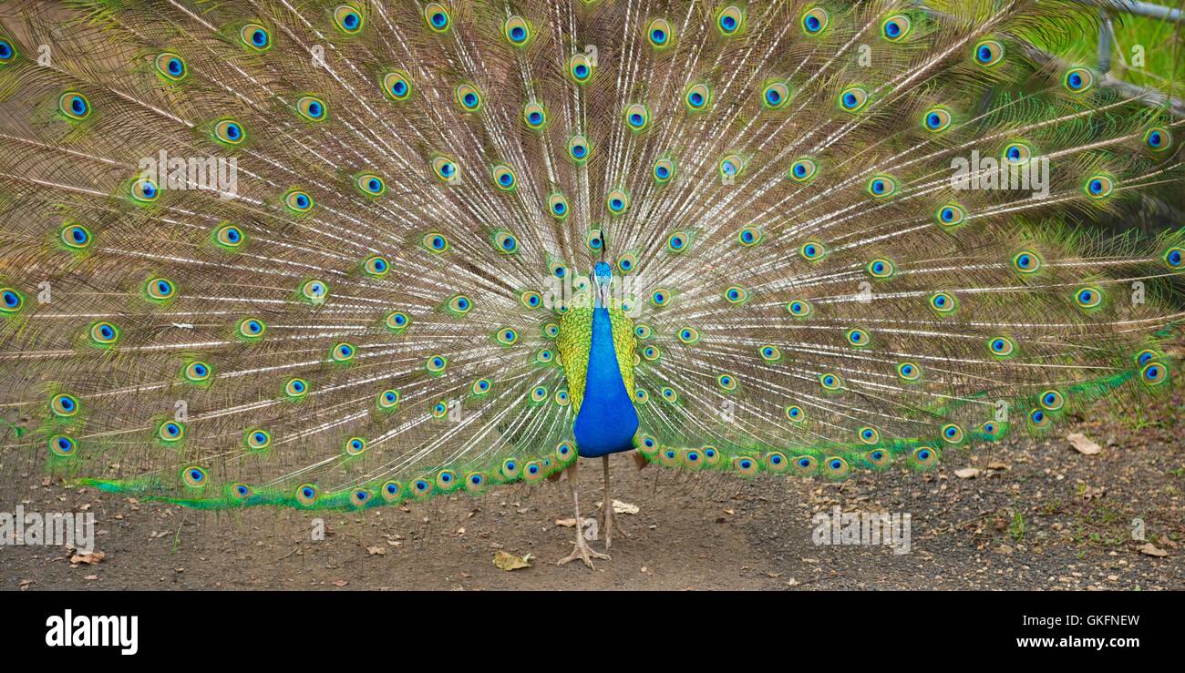 Peacock feet hi-res stock photography and images - Alamy