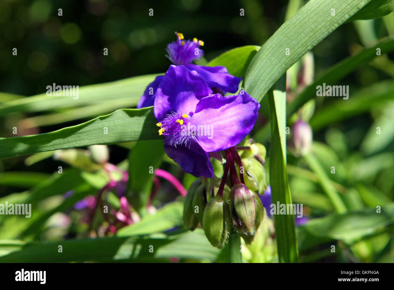 Spiderwort Plant High Resolution Stock Photography and Images - Alamy