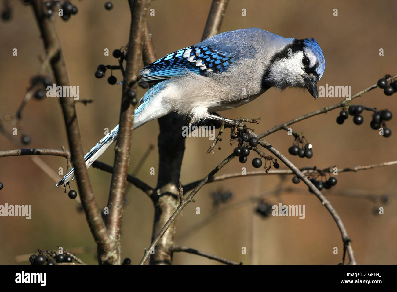 Bluejay Cyanocitta cristata Stock Photo - Alamy