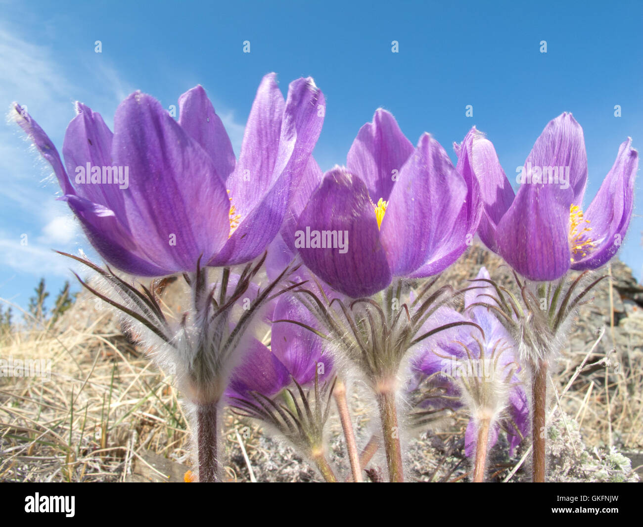 Group blooming pasque flowers hi-res stock photography and images - Alamy