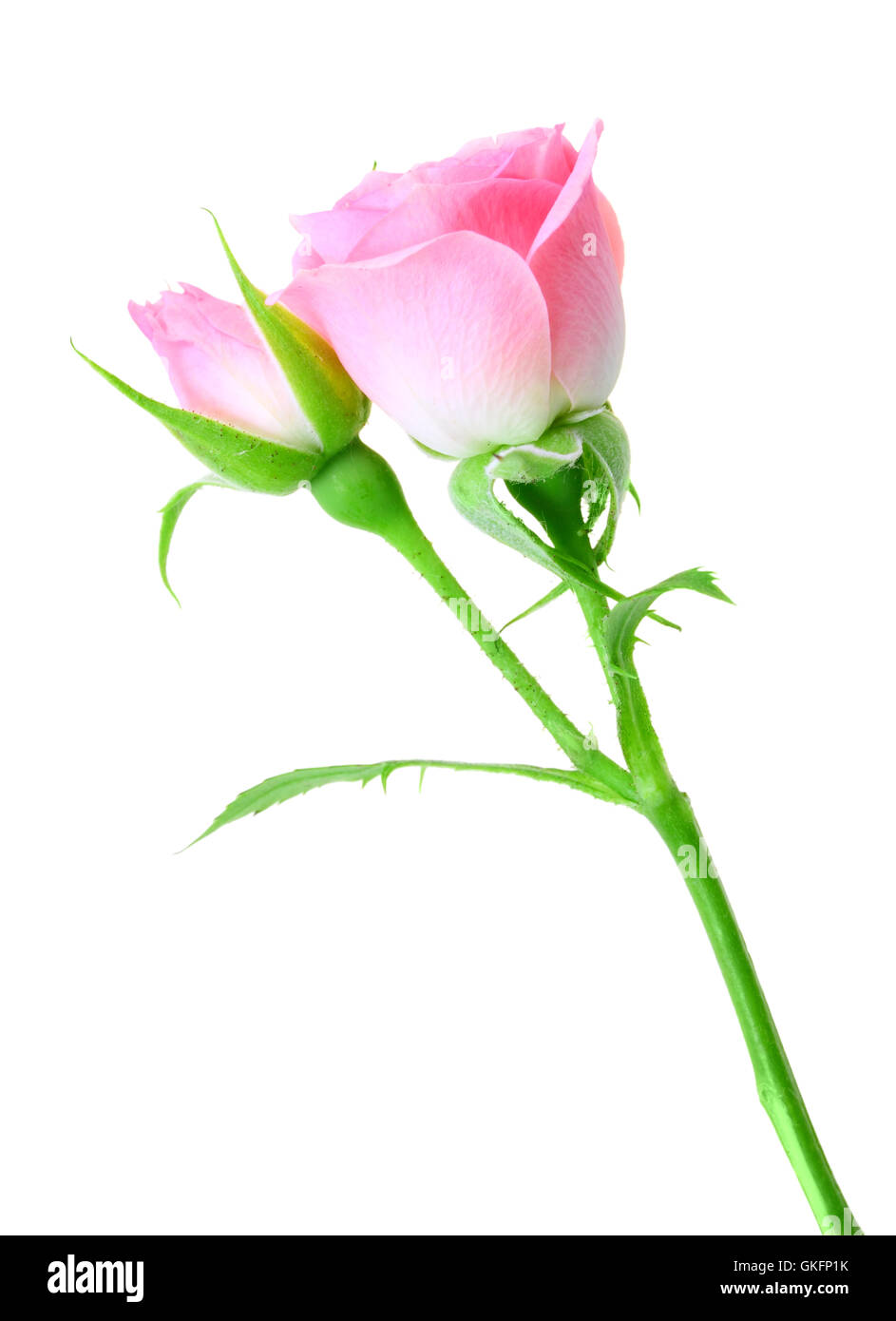 Pink rose bud on Cut Out Stock Images & Pictures - Alamy
