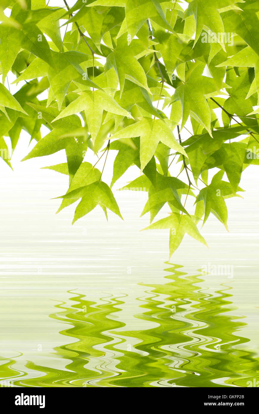 Green leaves reflection Stock Photo - Alamy