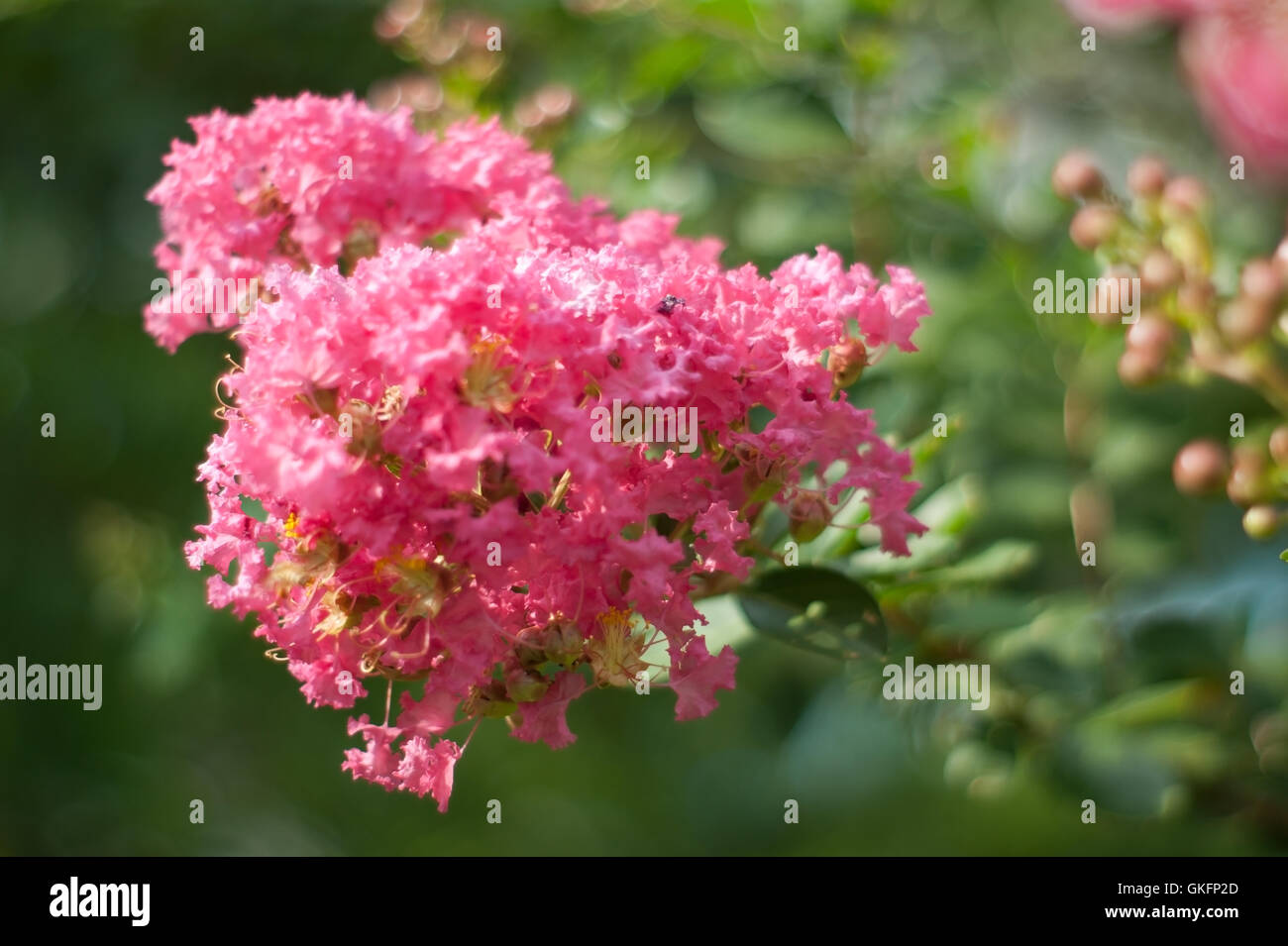 Crape myrtle flower Stock Photo - Alamy