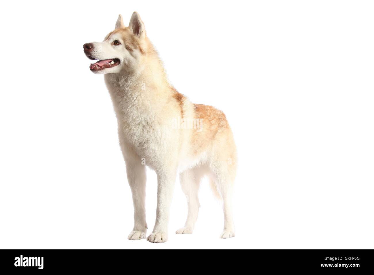 Alert Husky Dog Stock Photo - Alamy