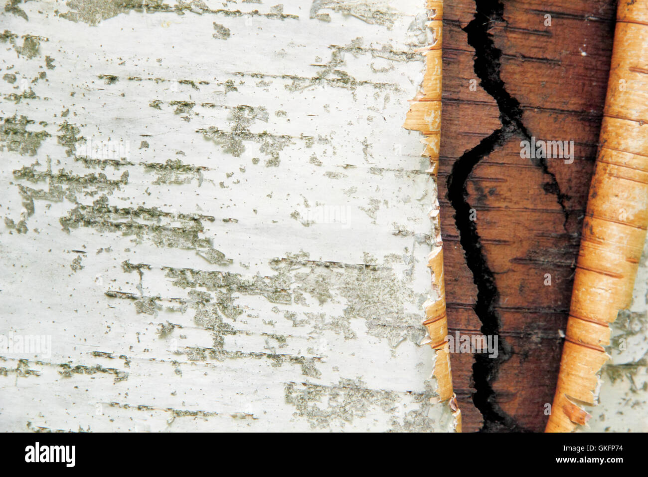 Cortex bark hi-res stock photography and images - Alamy