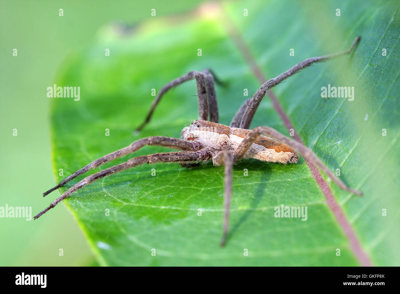 Nursery-web Spider Pisauridae Stock Photo - Alamy