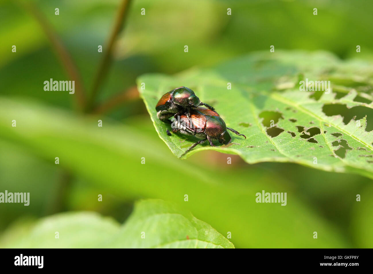 Japanese beetles maple leaves hi-res stock photography and images - Alamy
