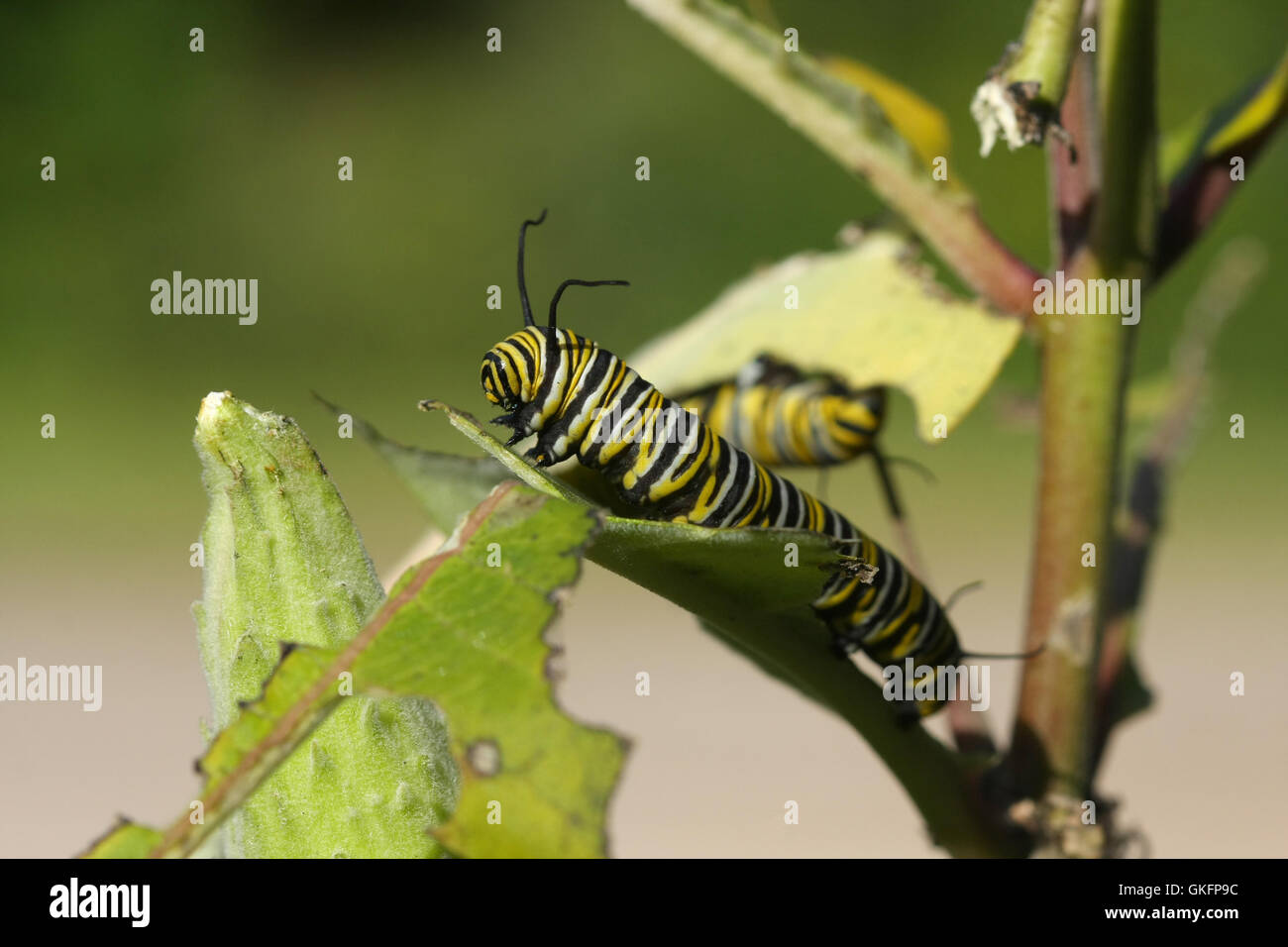 Monarch Butterfly Caterpillar Stock Photo - Alamy