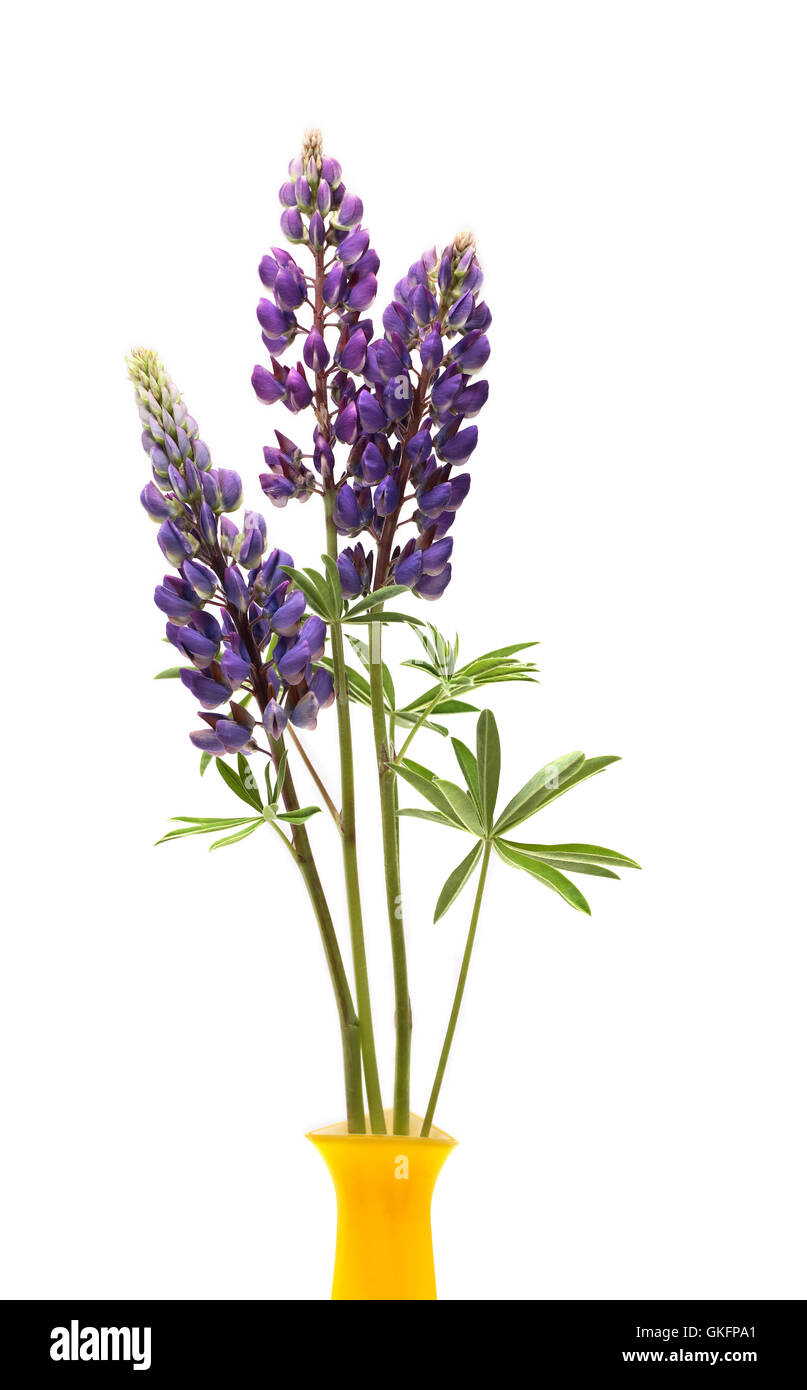 Lupin Flowers In Vase Stock Photo - Alamy