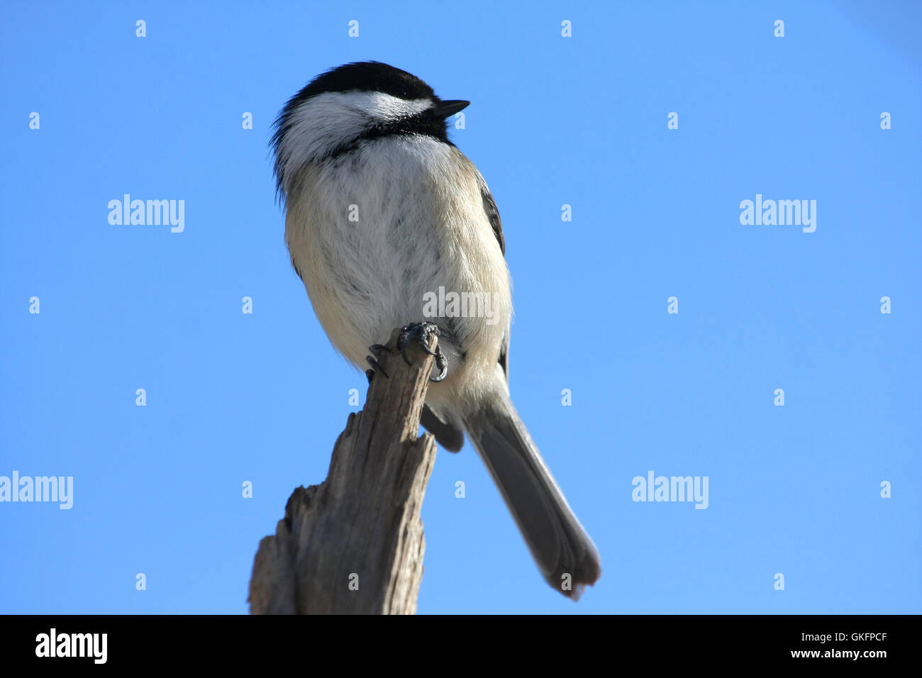 Black capped titmouse hi-res stock photography and images - Alamy