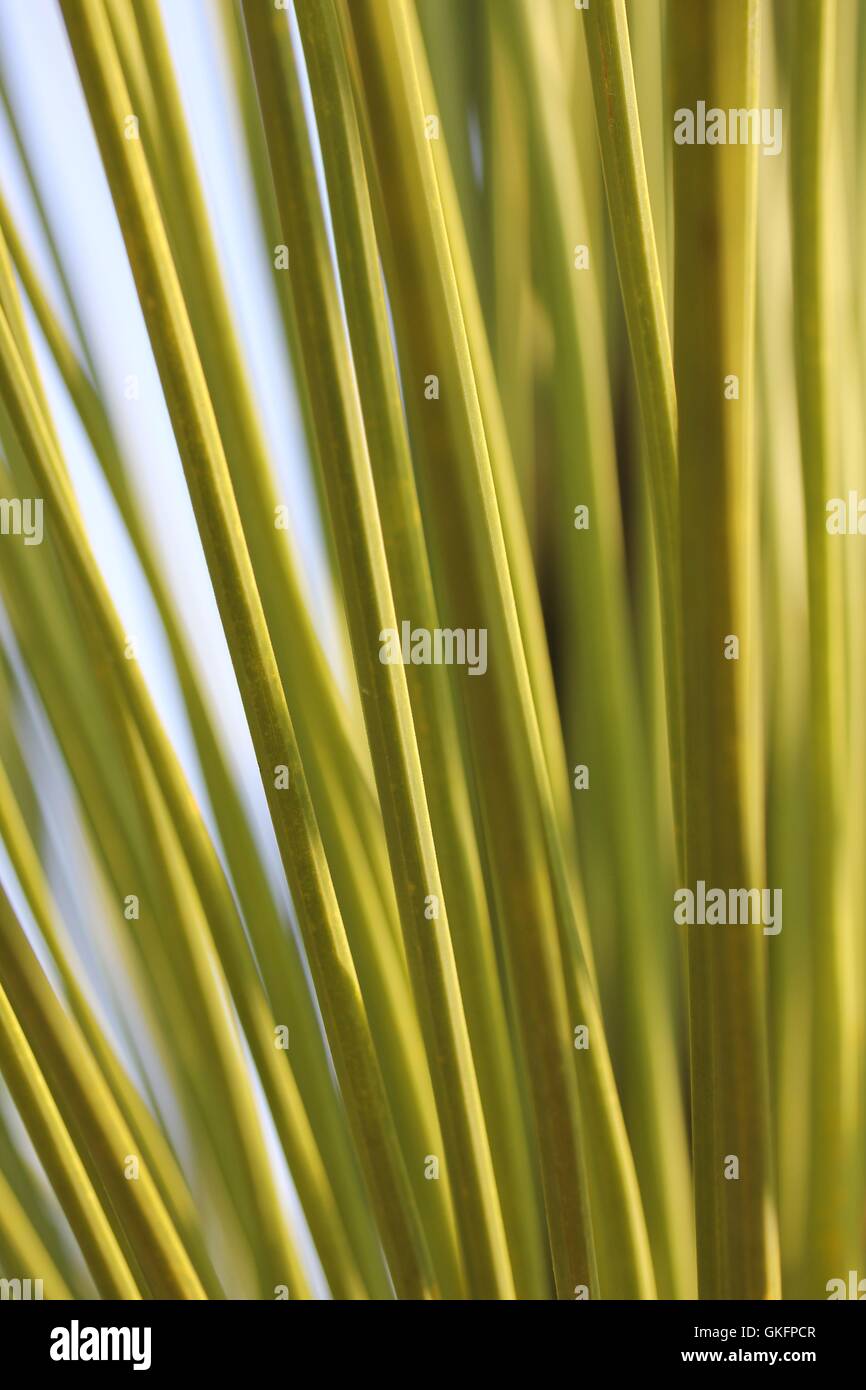 Plant structure hi-res stock photography and images - Alamy