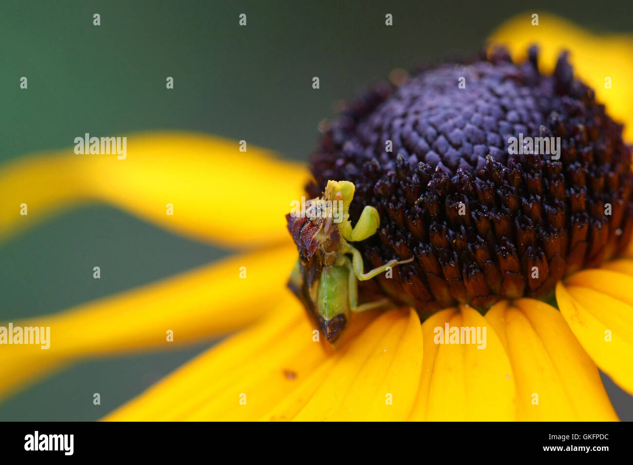 Scary bug hi-res stock photography and images - Alamy