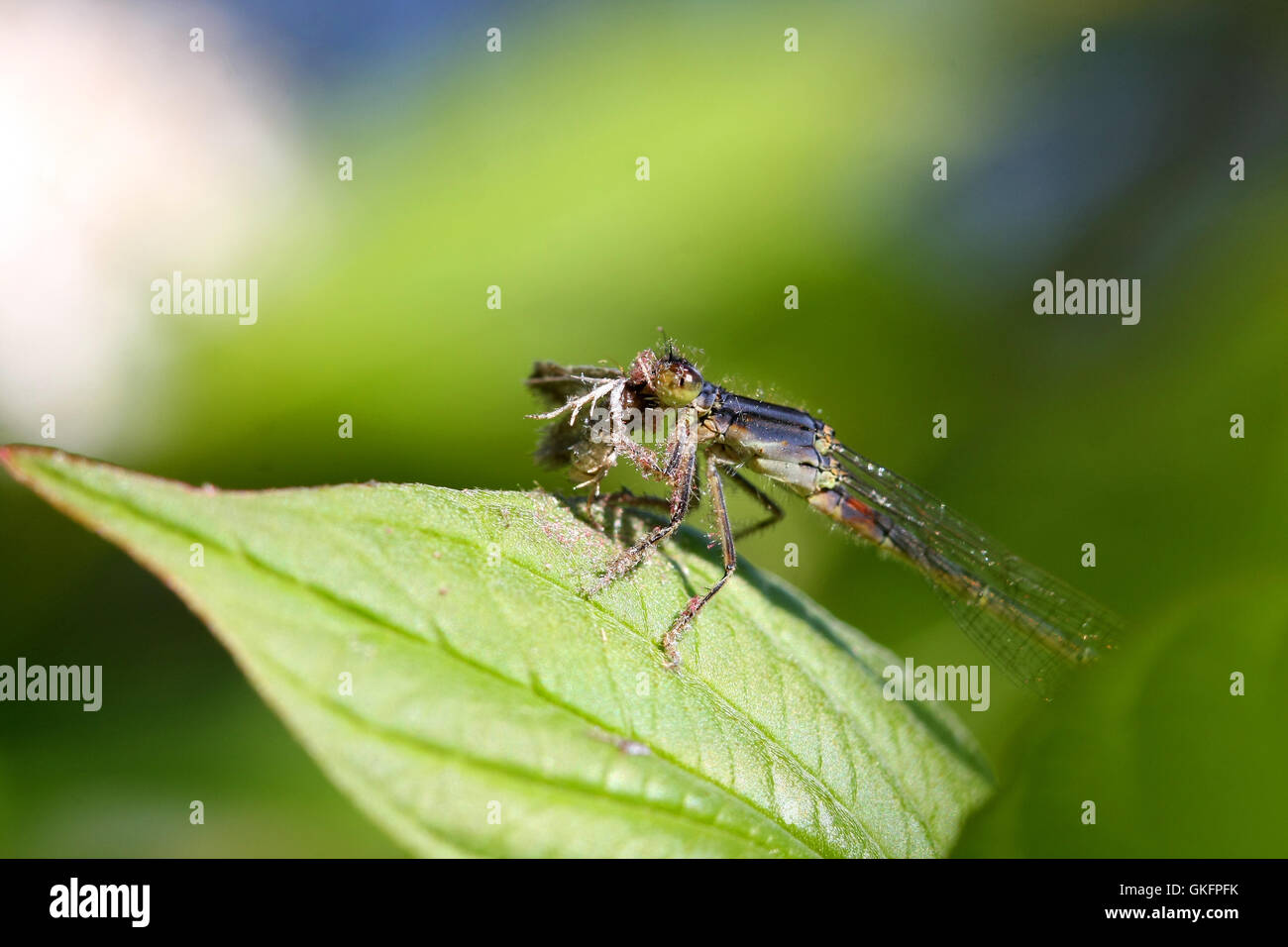 Eastern Forktail Damselfly female Stock Photo - Alamy
