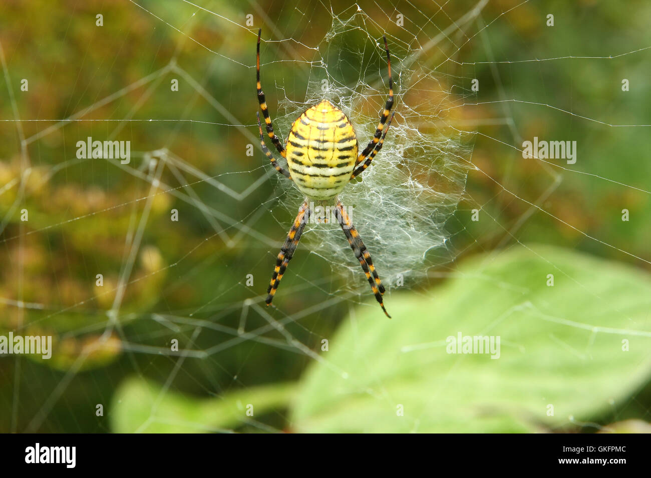 Banded Garden Spider Argiope trifasciata female Stock Photo - Alamy