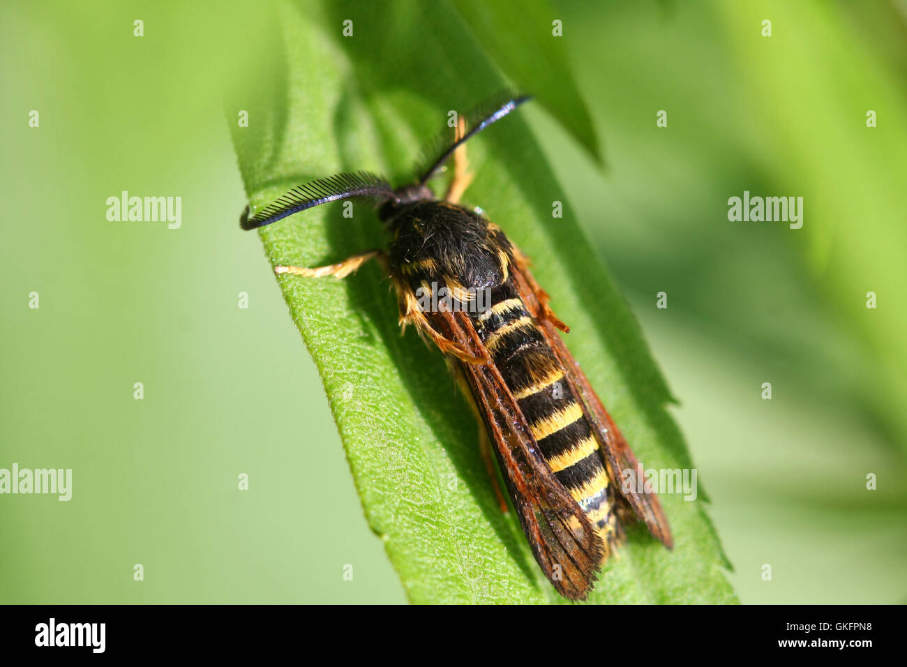 Raspberry Clearwing Moth Stock Photo - Alamy