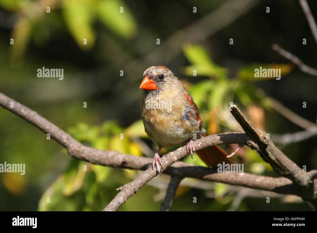 Bird cardinal fledgling hi-res stock photography and images - Alamy