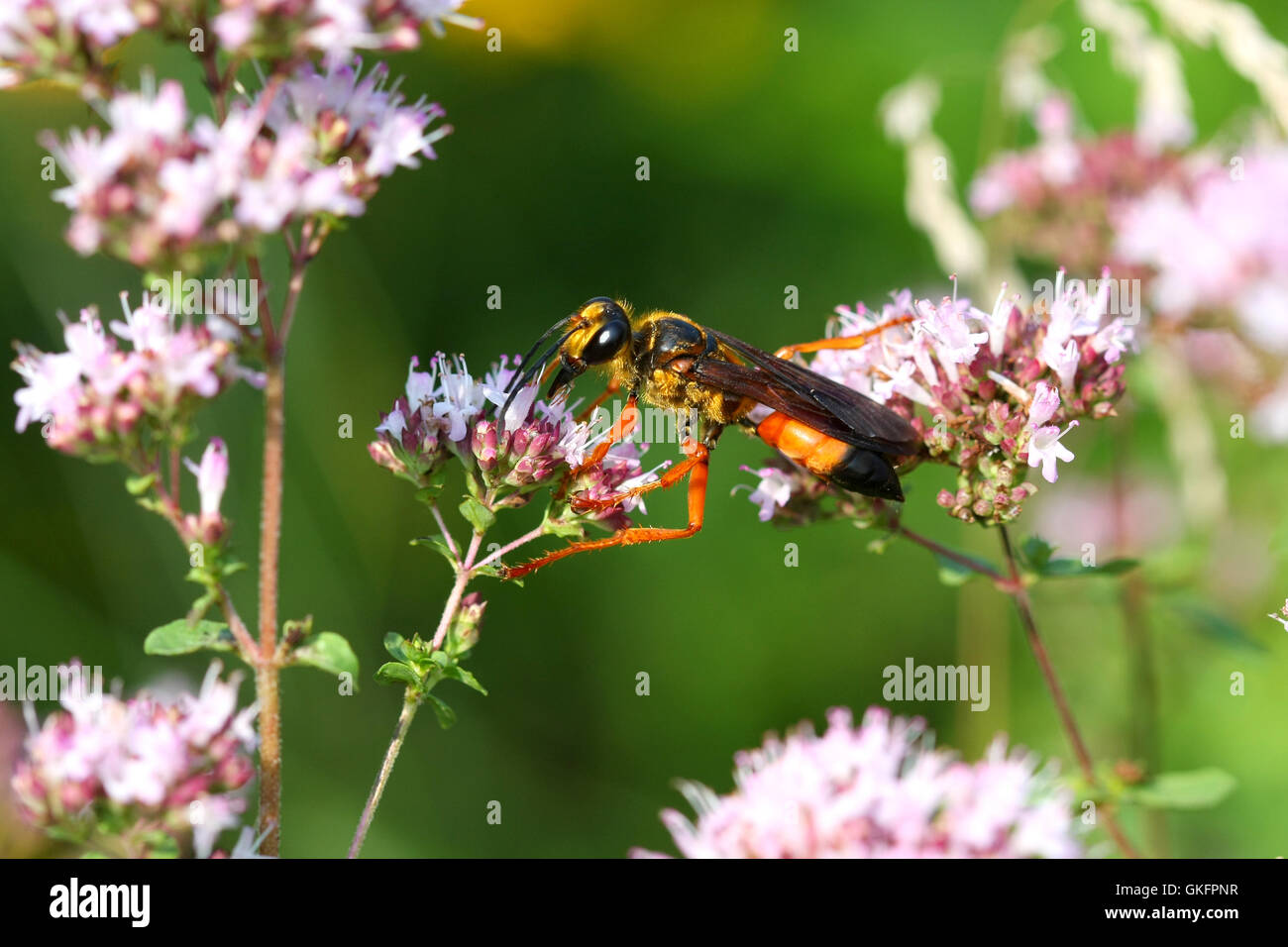 Great Golden Digger Wasp Stock Photo - Alamy