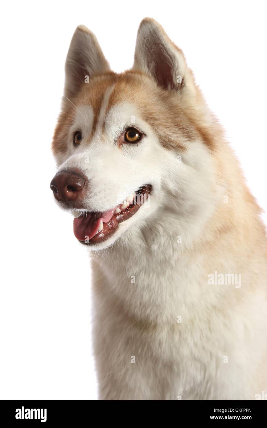 Husky Dog Portrait Stock Photo - Alamy