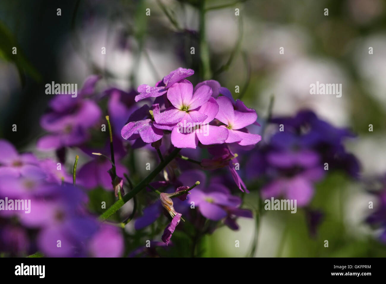 Dame's Rocket Flower Stock Photo - Alamy