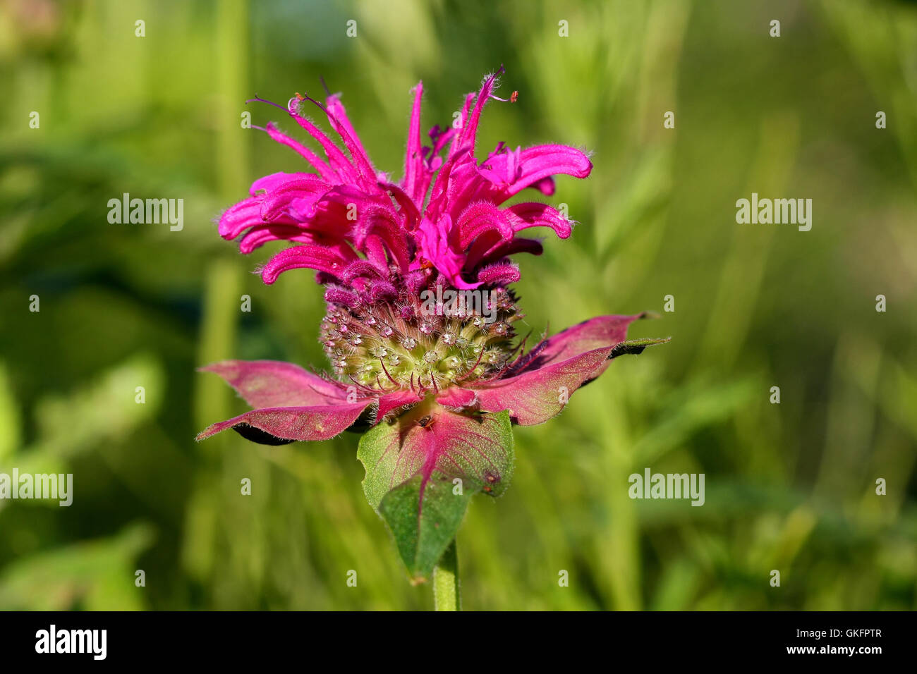 Bergamot flowers hi-res stock photography and images - Alamy