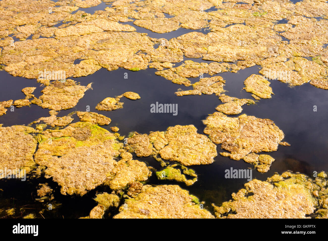 algea on water surface Stock Photo - Alamy