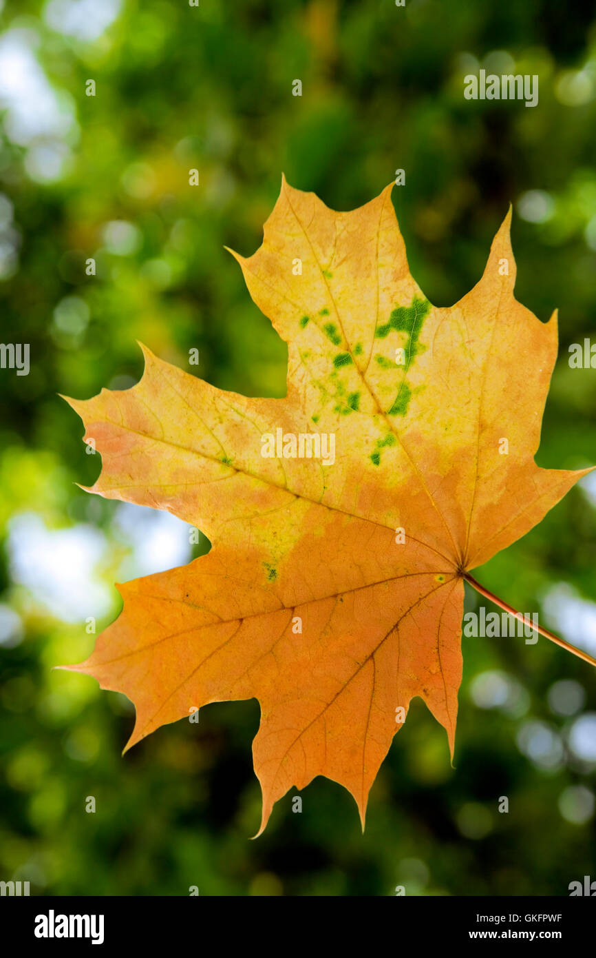 Withering tree hi-res stock photography and images - Alamy